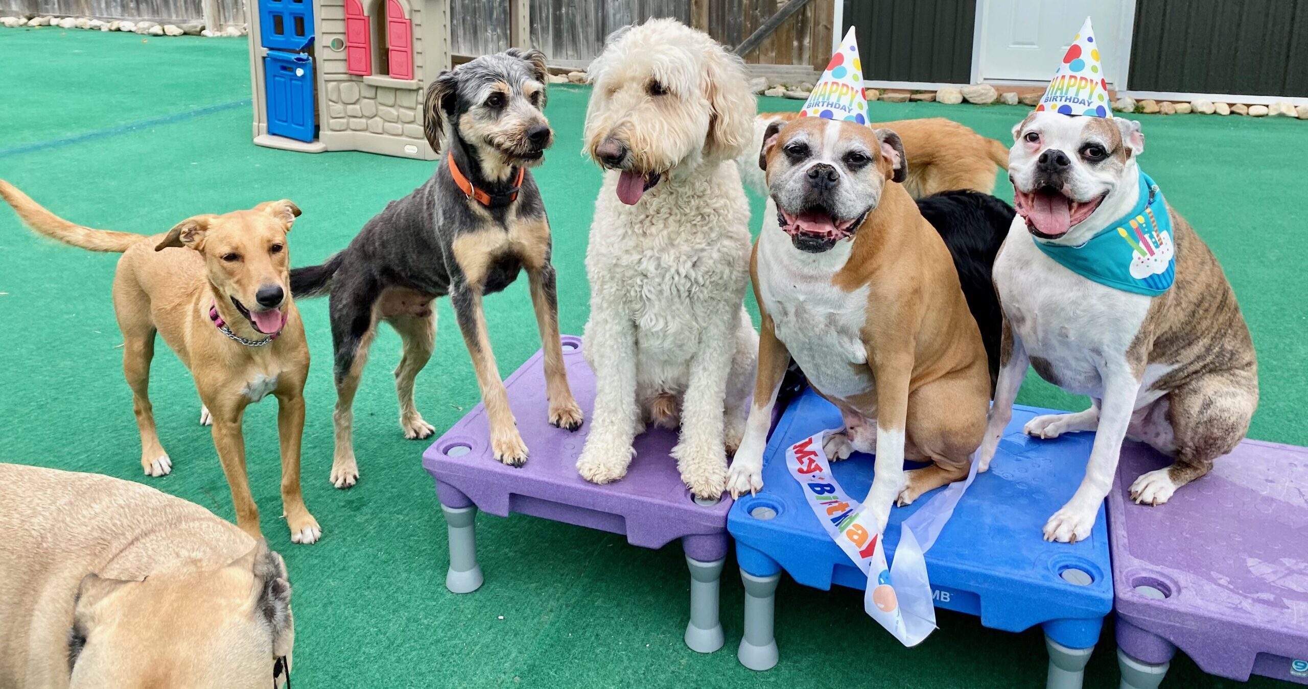 Pet Daycare Dog Daycare Center Care Keeping Benefits Dogs Puppies They Pet Daycare Dog Daycare Center Care Keeping Benefits Dogs Puppies They